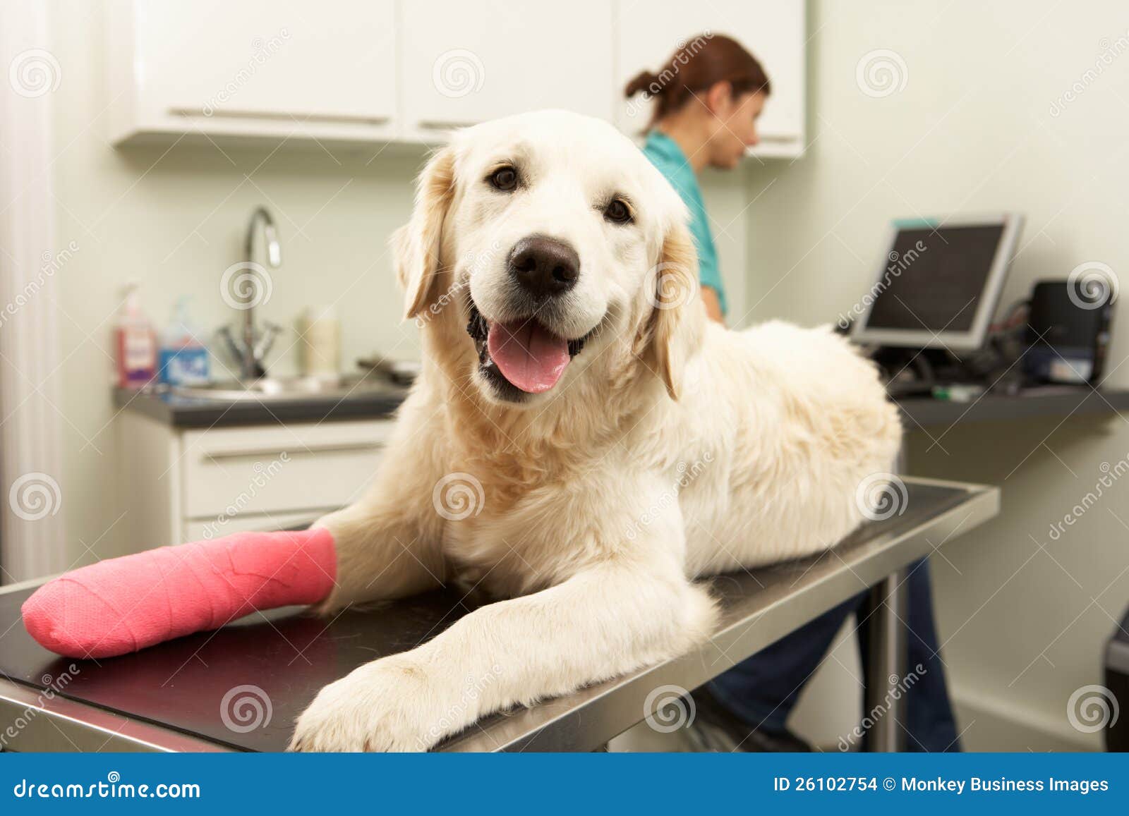 Female Veterinary Surgeon Treating Dog Stock Photo - Image of injured ...
