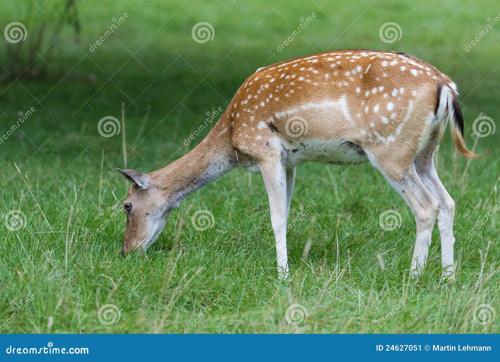 Female Vietnamese Sika Deer Grasing Stock Image - Image of deer, wild ...