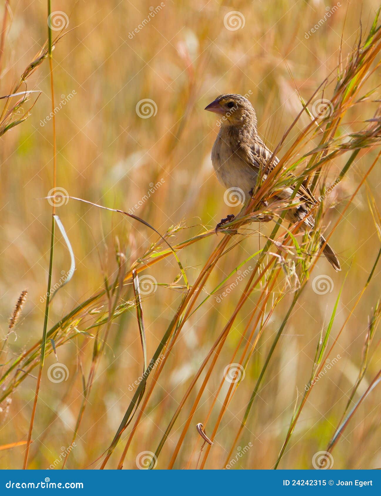 A Female Village Indigobird Stock Image - Image of feathers, colours ...