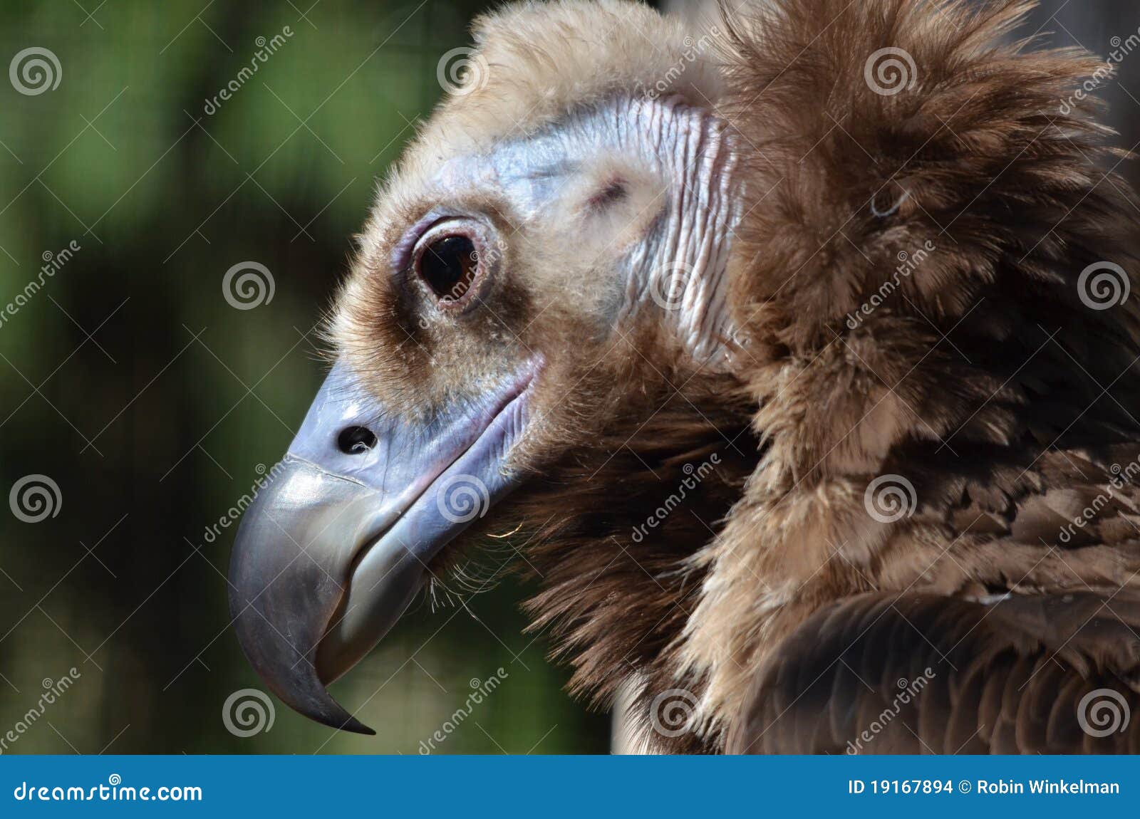 Female vulture stock photo. Image of brown, raptor, head - 19167894