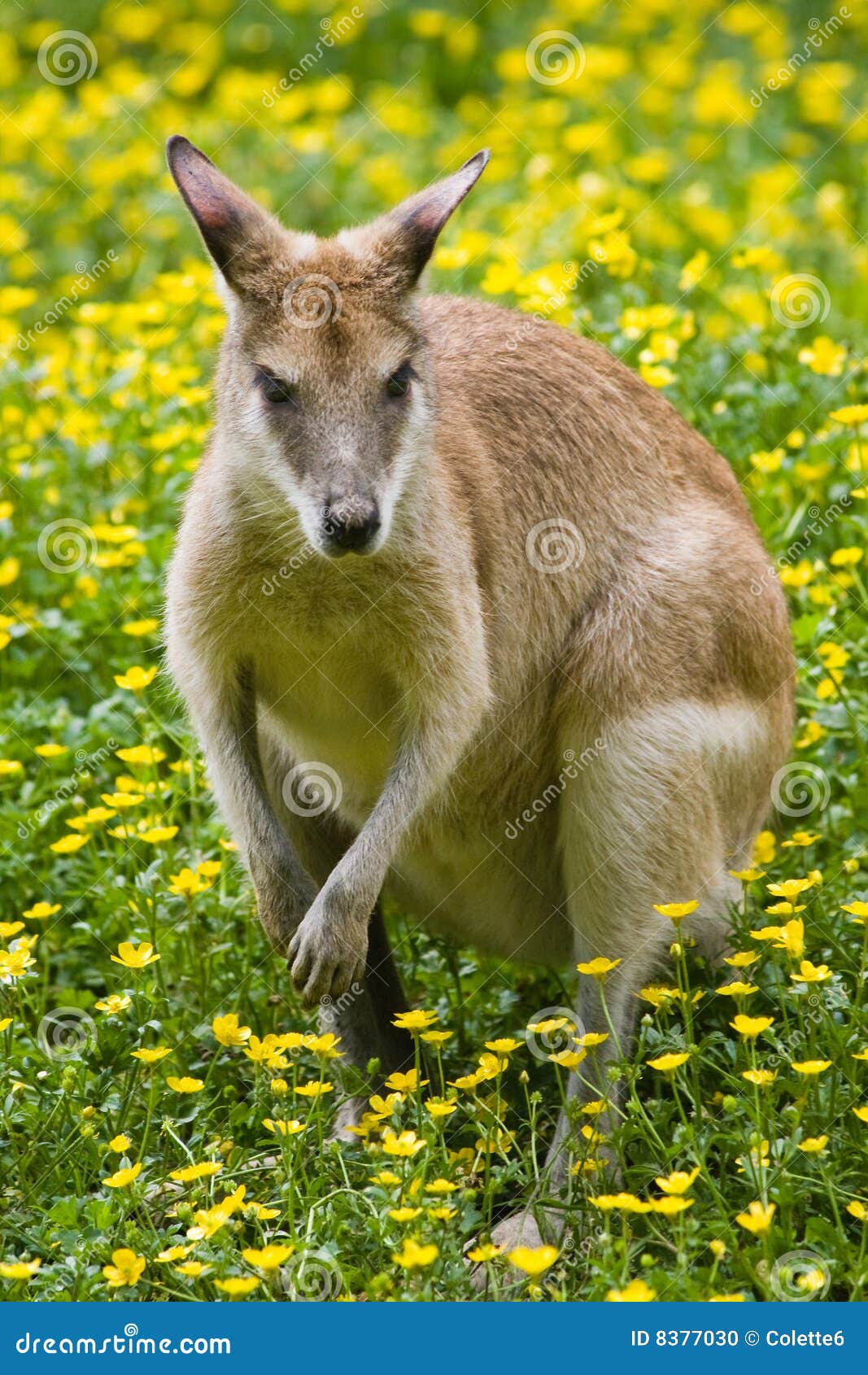 Female wallaby stock photo. Image of wildlife, rufogriseus - 8377030