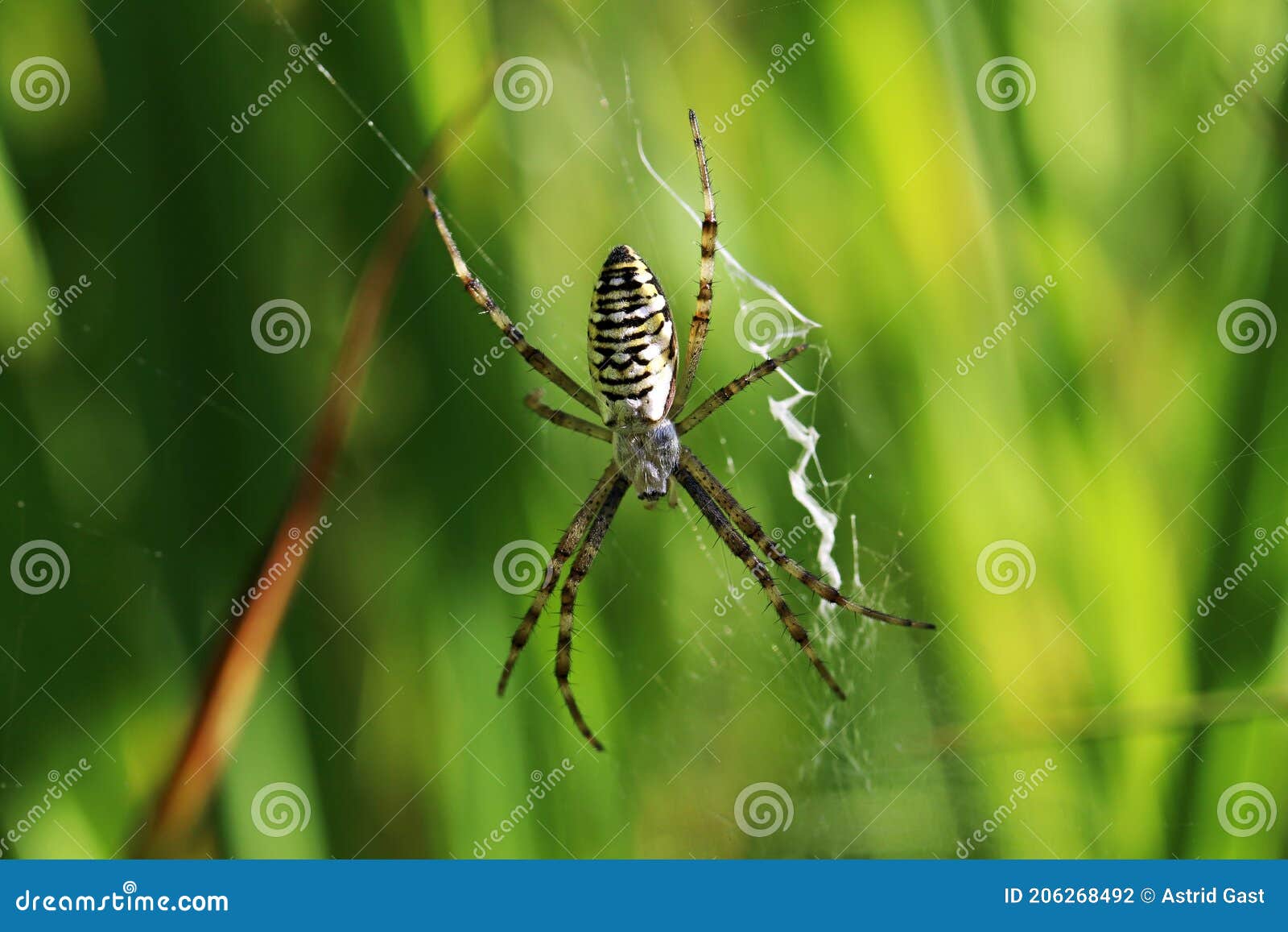Female Wasp Spider In Spider Web, On Green Background. Royalty-Free ...