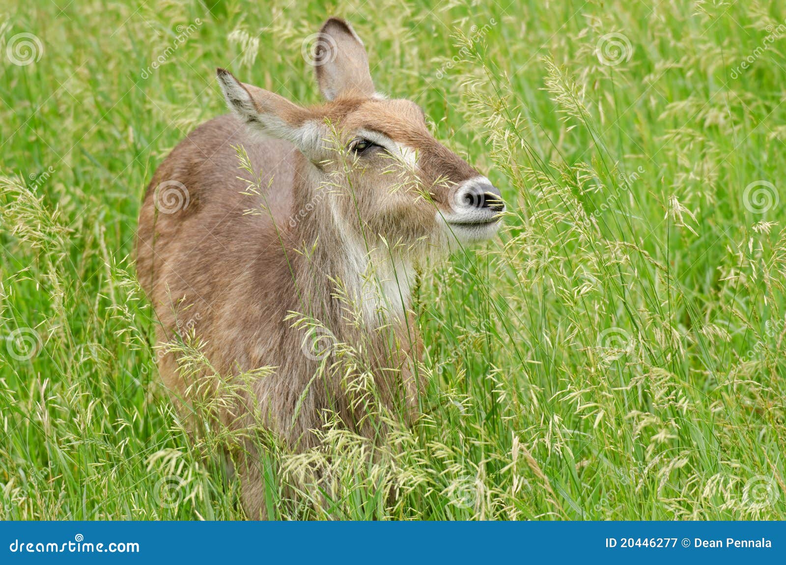 Female Waterbuck stock image. Image of beauty, nature - 20446277