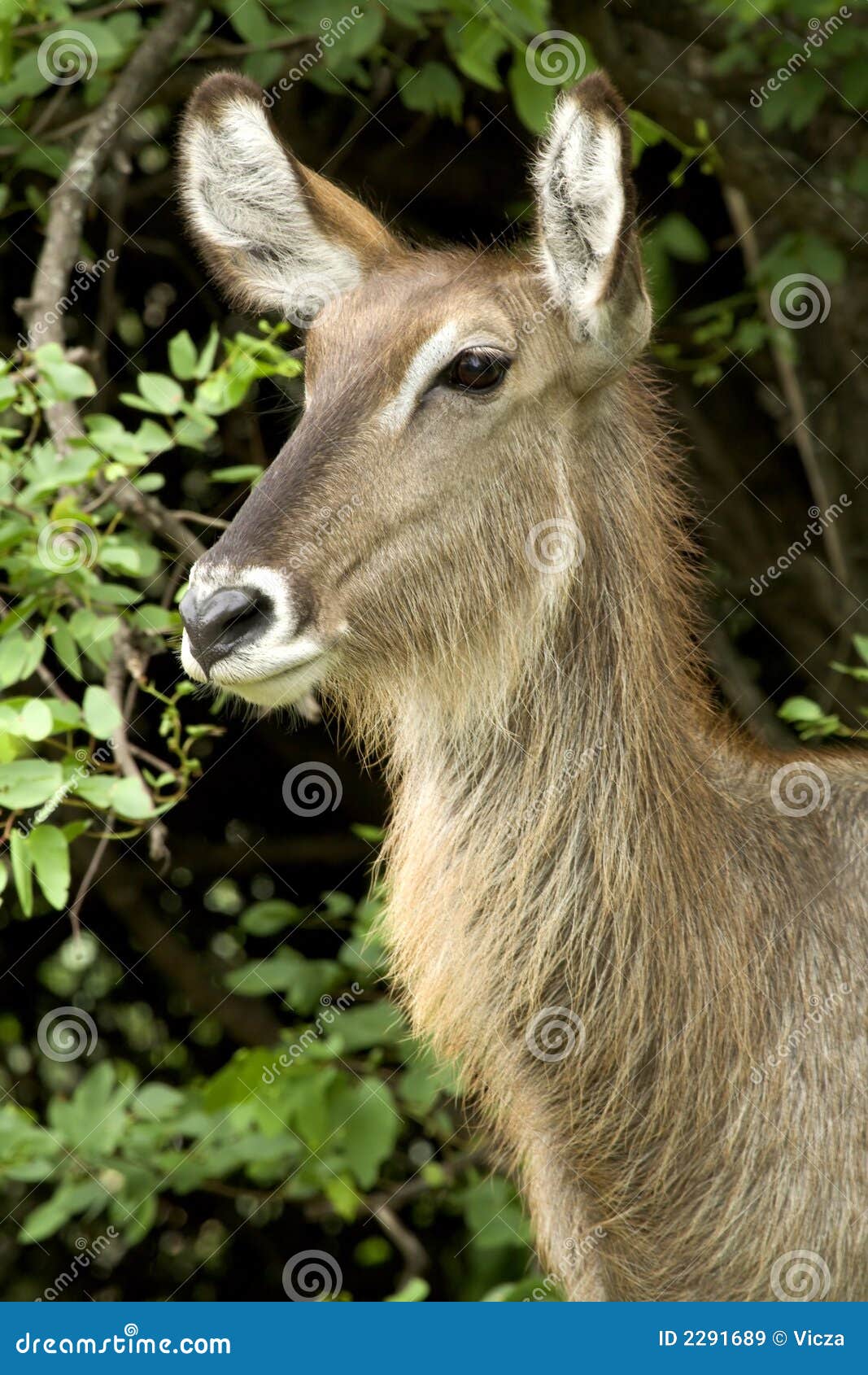 Female waterbuck stock image. Image of nature, conservation - 2291689