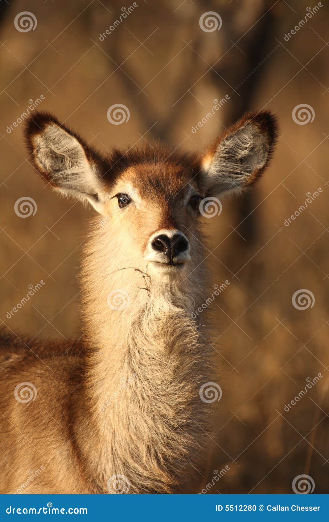 Female Waterbuck stock photo. Image of south, mara, african - 5512280
