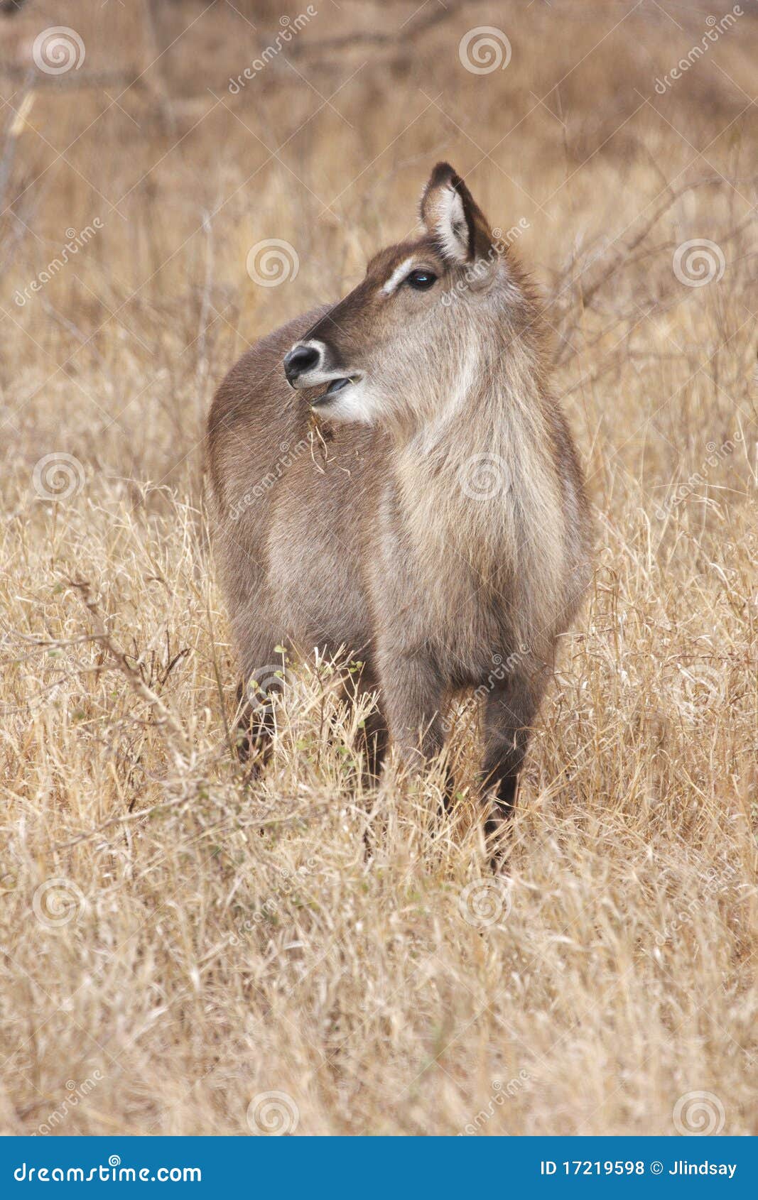 Female waterbuck grazing stock photo. Image of antelope - 17219598