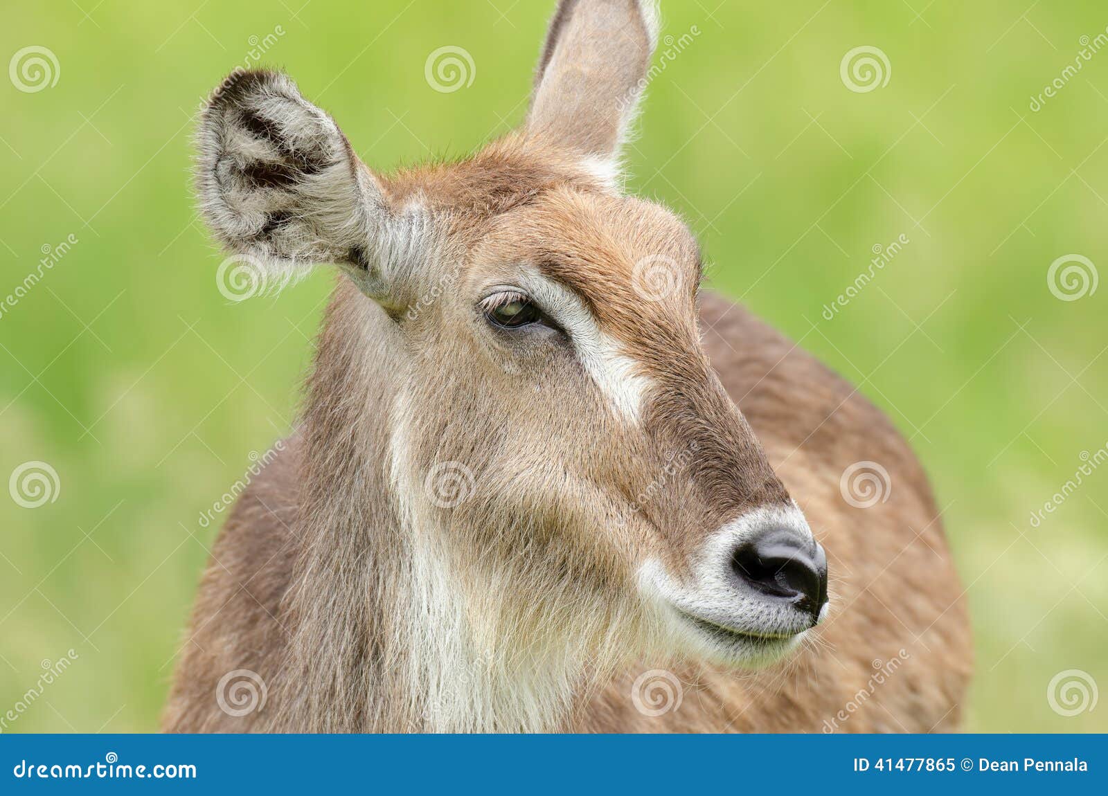 Female Waterbuck Portrait stock image. Image of africa - 41477865
