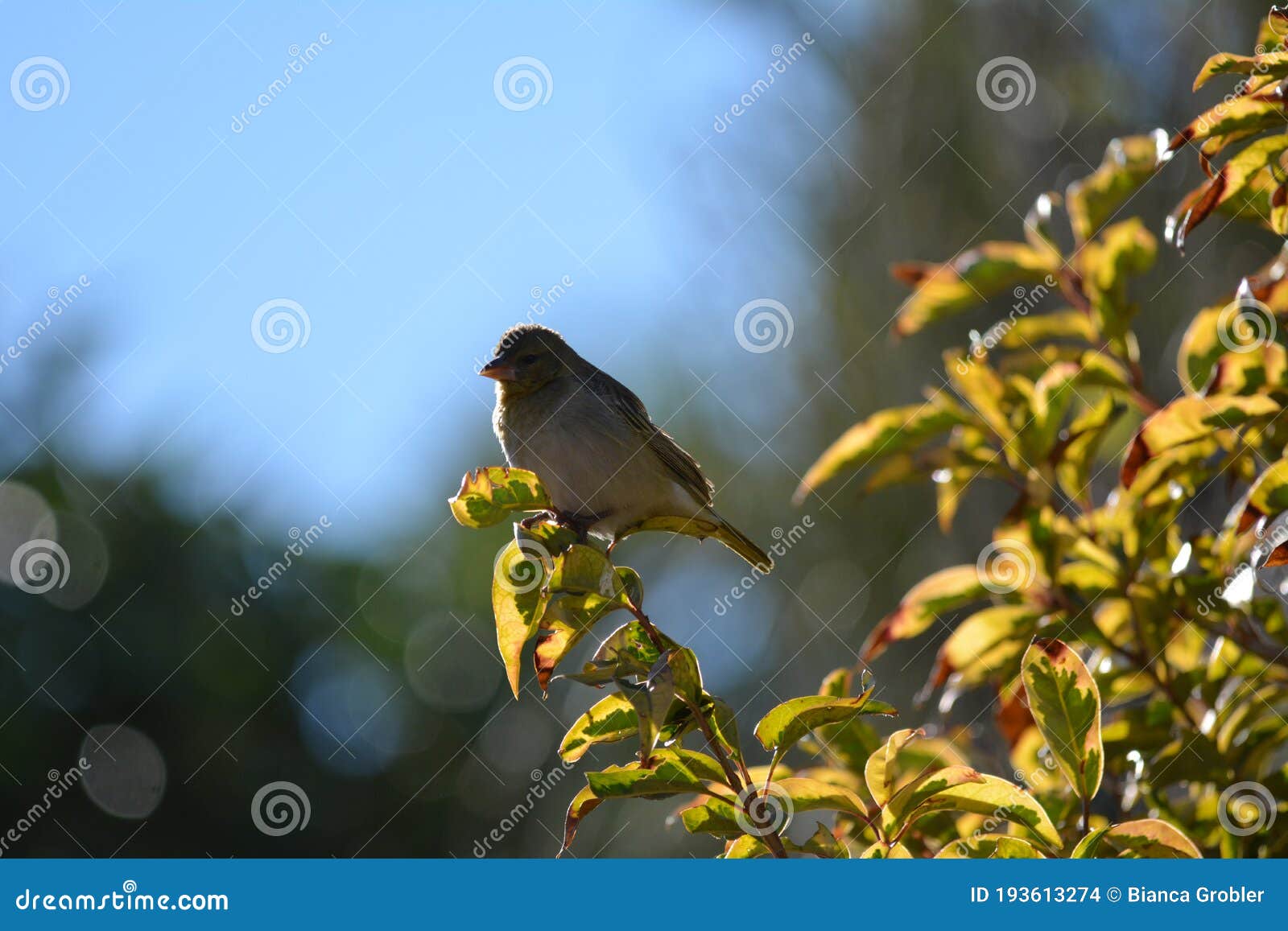 Female Weaver Bird in Tree Top Stock Photo - Image of bird, female ...