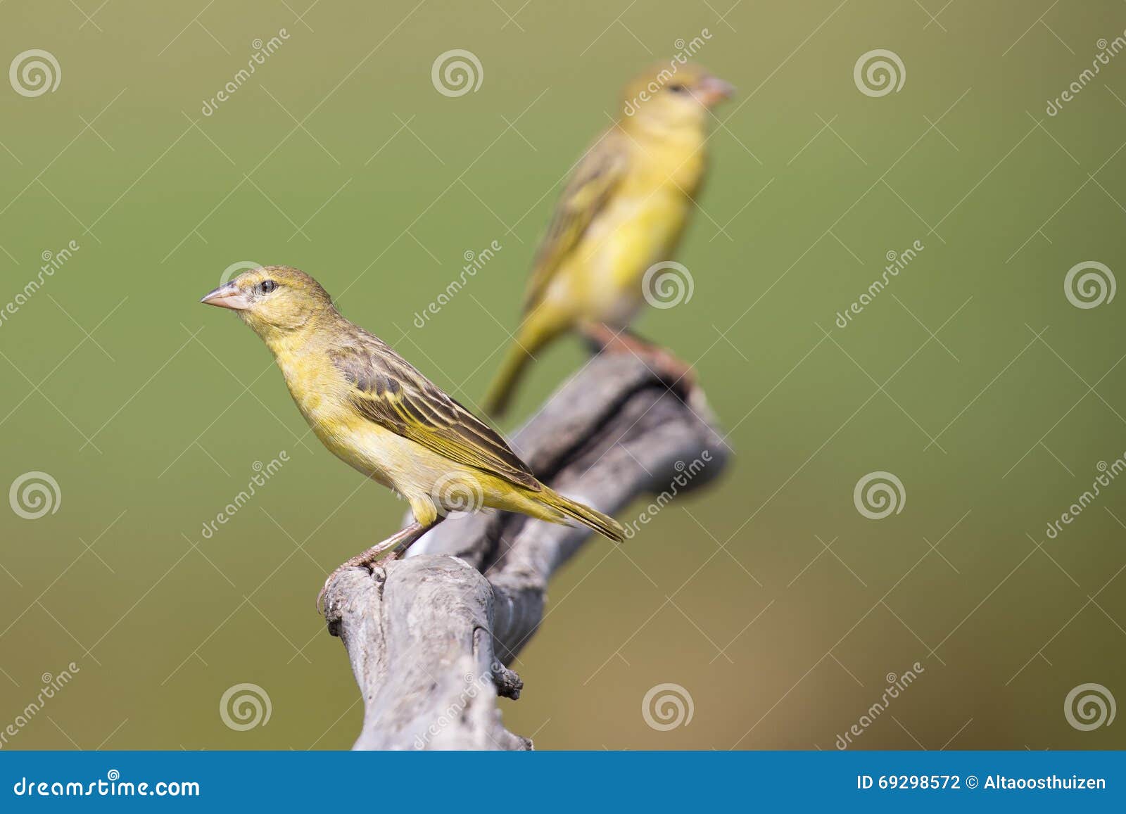 Female Weaver Sit on a Perch and Waiting for the Male Stock Photo ...