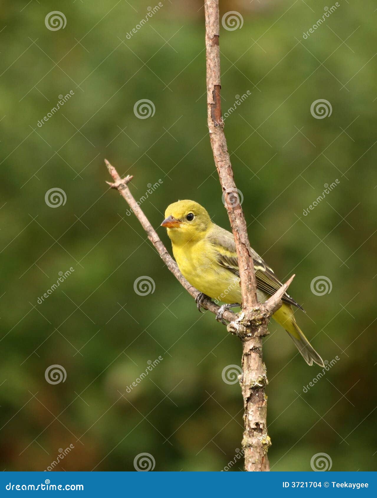Female western tanager stock photo. Image of bird, peeling - 3721704