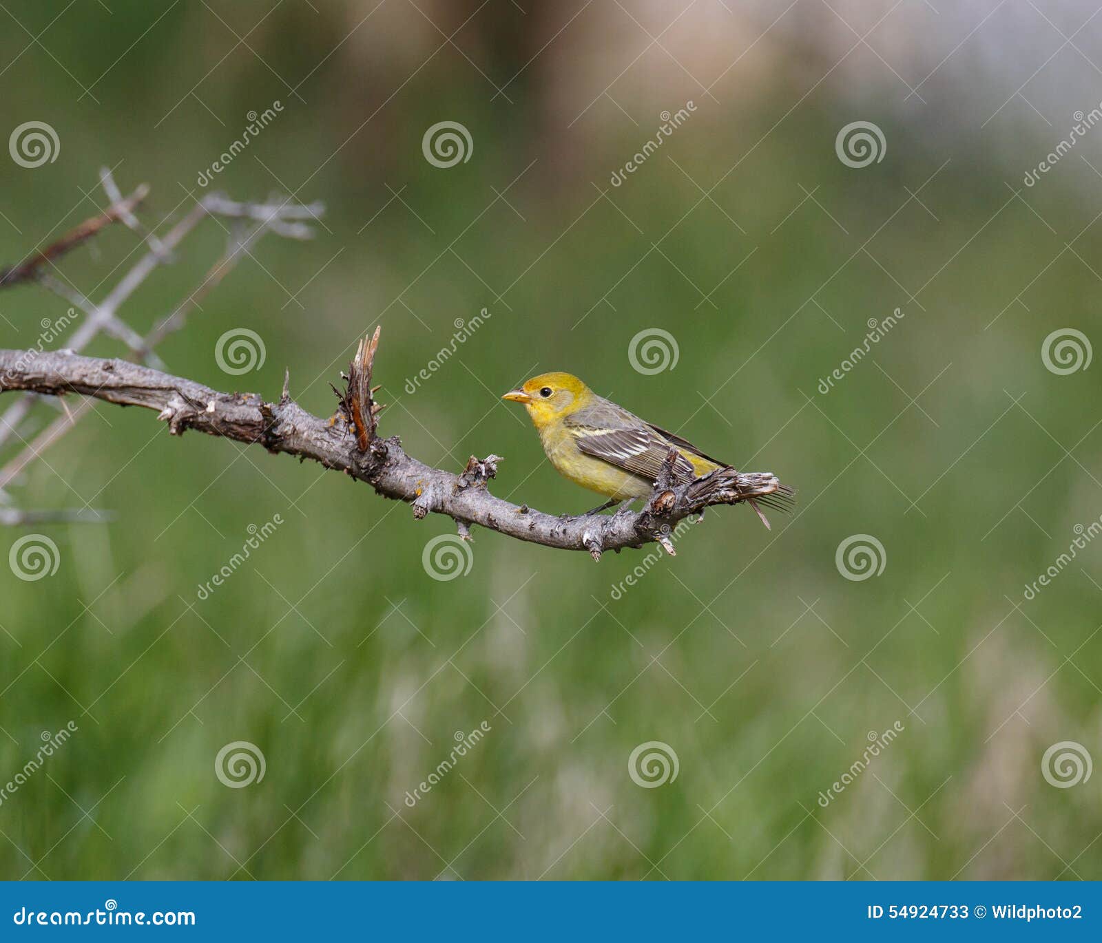 Female Western Tanager stock image. Image of feathers - 54924733