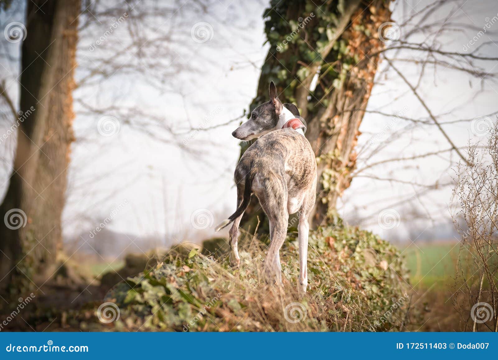 Female of Whippet is Going on Wall. Stock Image - Image of tidbit ...