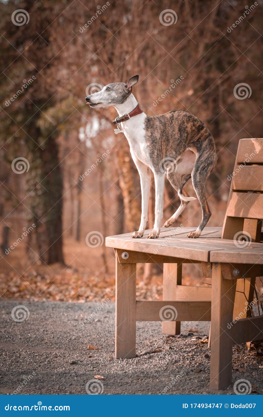 Female of Whippet is Sitting on Bench. Stock Image - Image of female ...