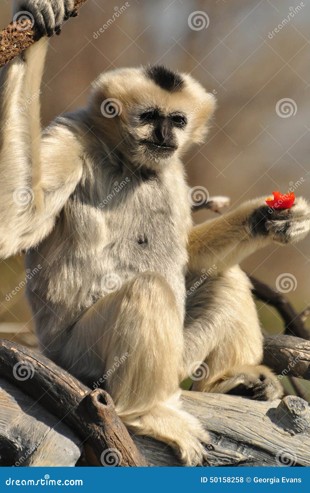 Female White Gibbon Eating Red Fruit Stock Photo - Image of mamal, arms ...