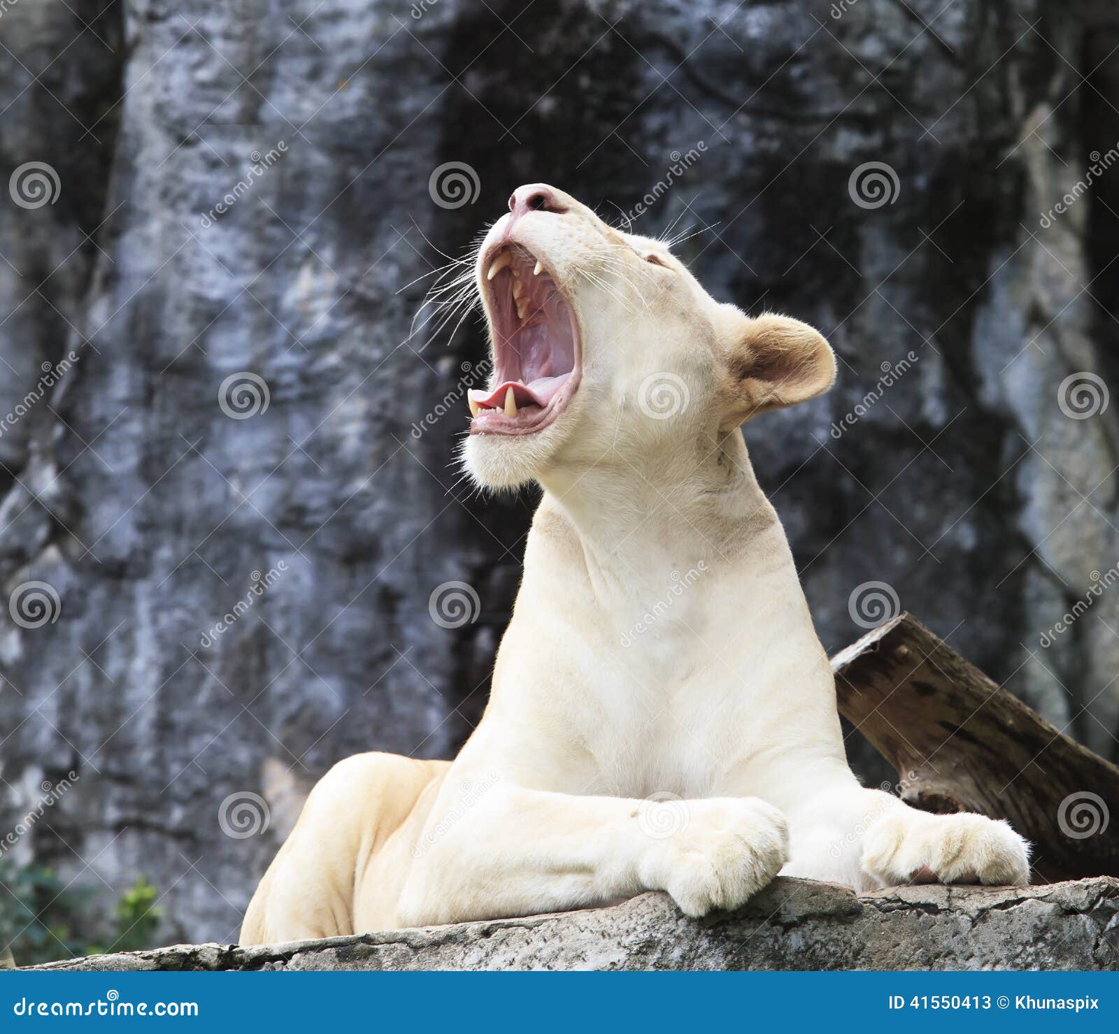 Female White Lion Lying on Rock Cliff and Roar Stock Image - Image of ...