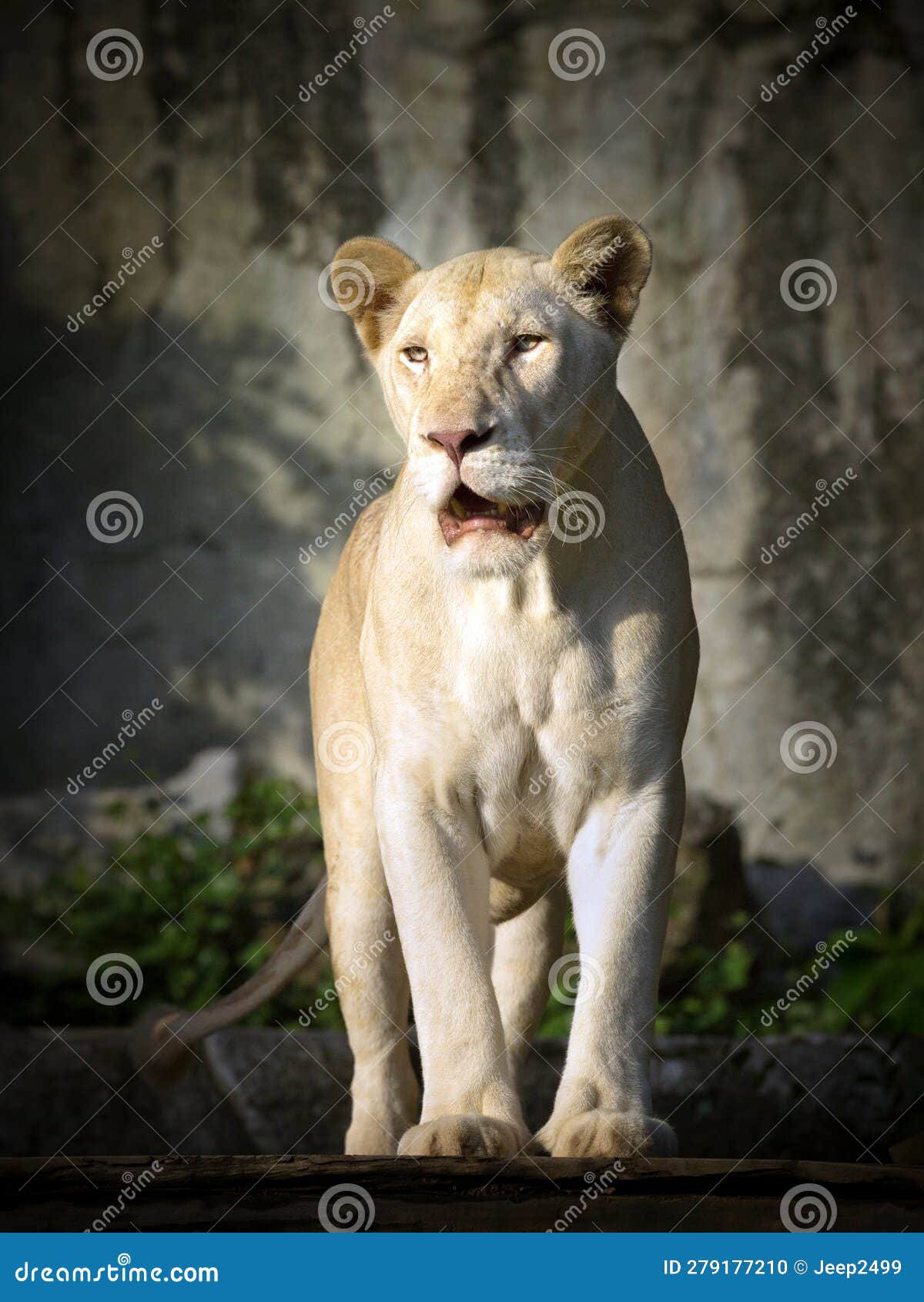 Female White Lion Standing. Stock Photo - Image of eyes, dangerous ...