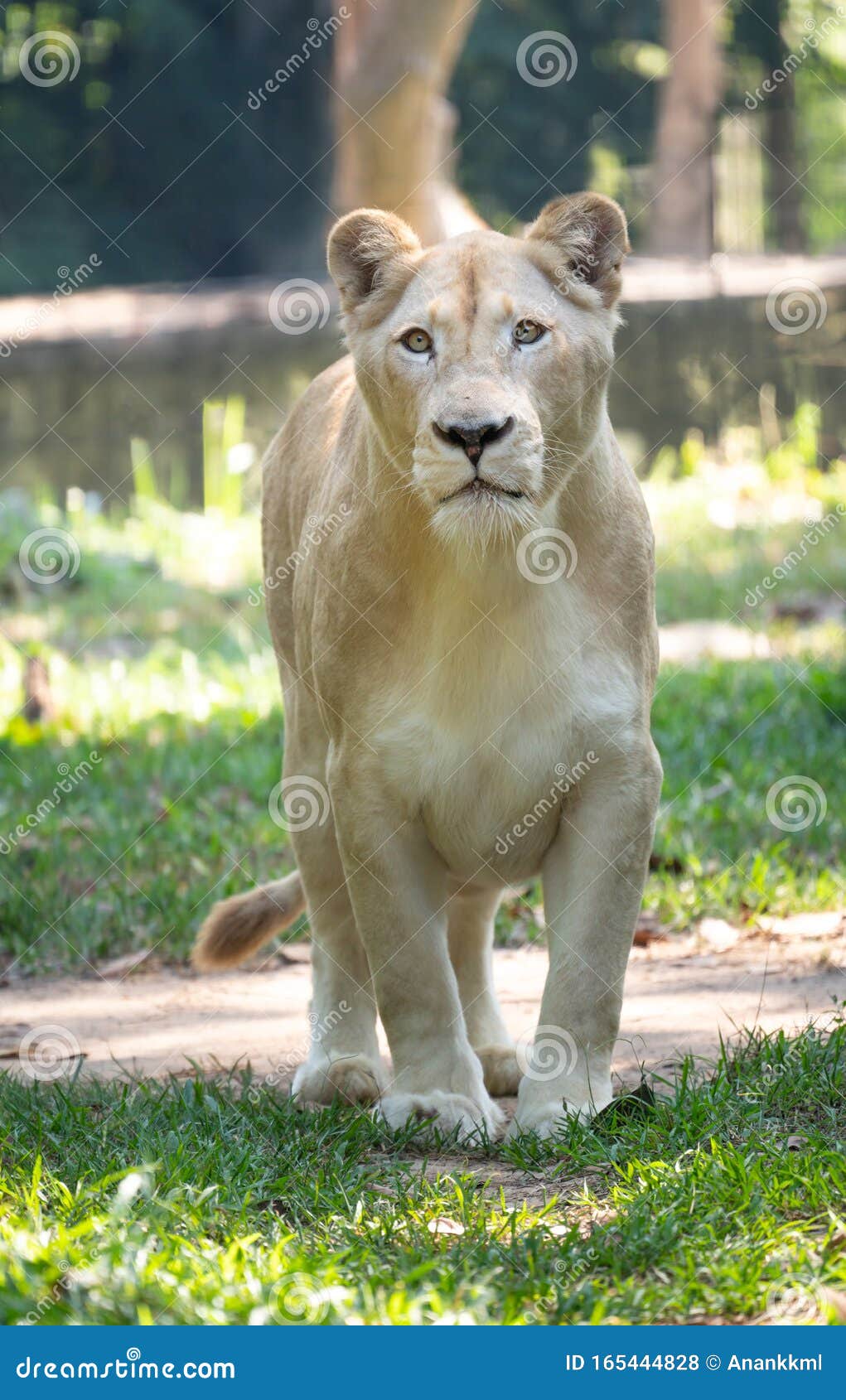 Female White Lion Walking on Grass Stock Photo - Image of environment ...