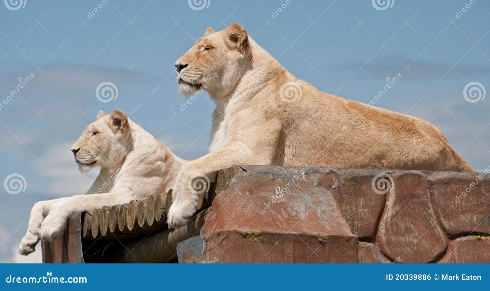 Female White Lionesses stock photo. Image of observing - 20339886
