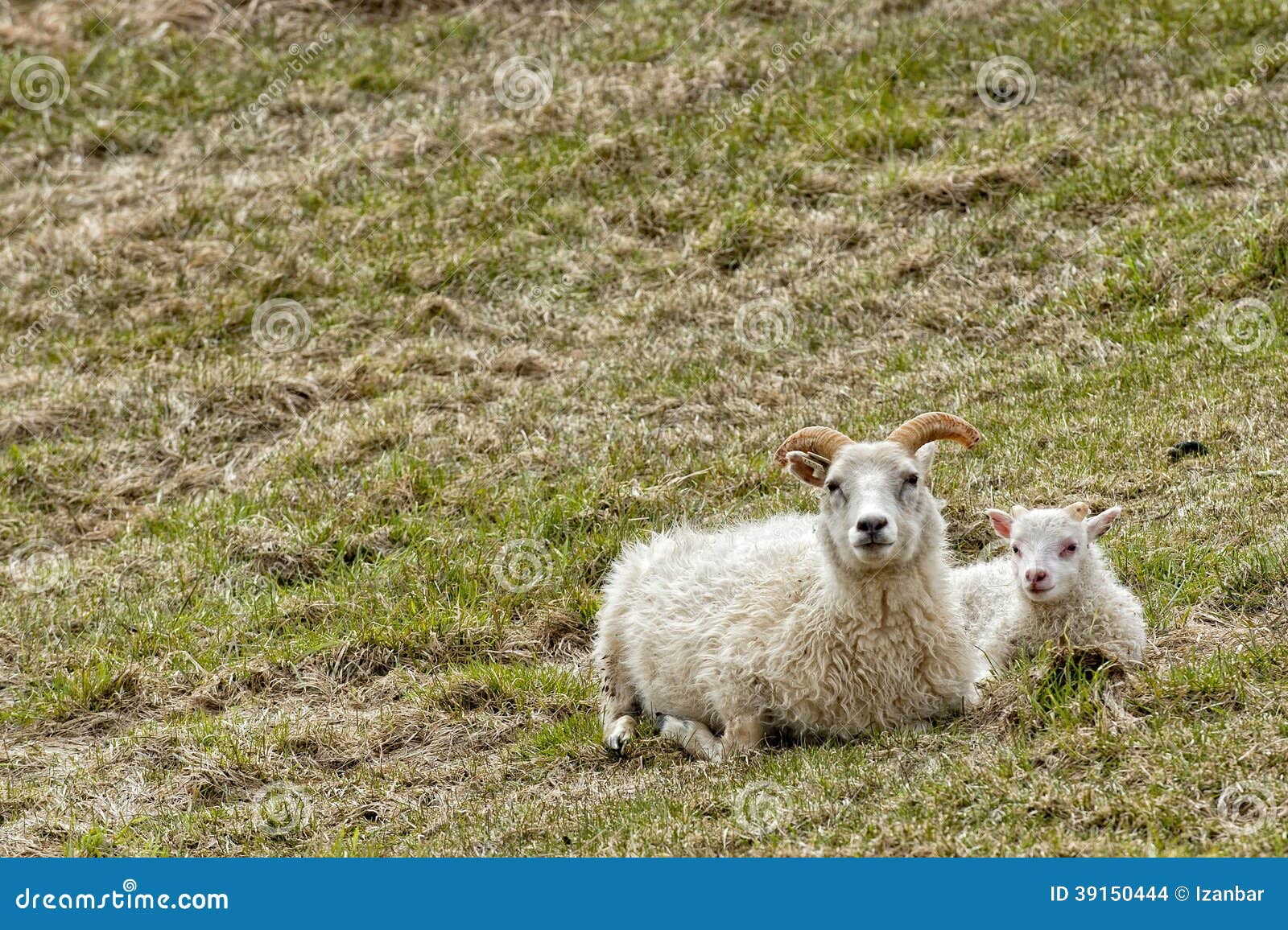 Female white ram sheep stock photo. Image of herd, close - 39150444