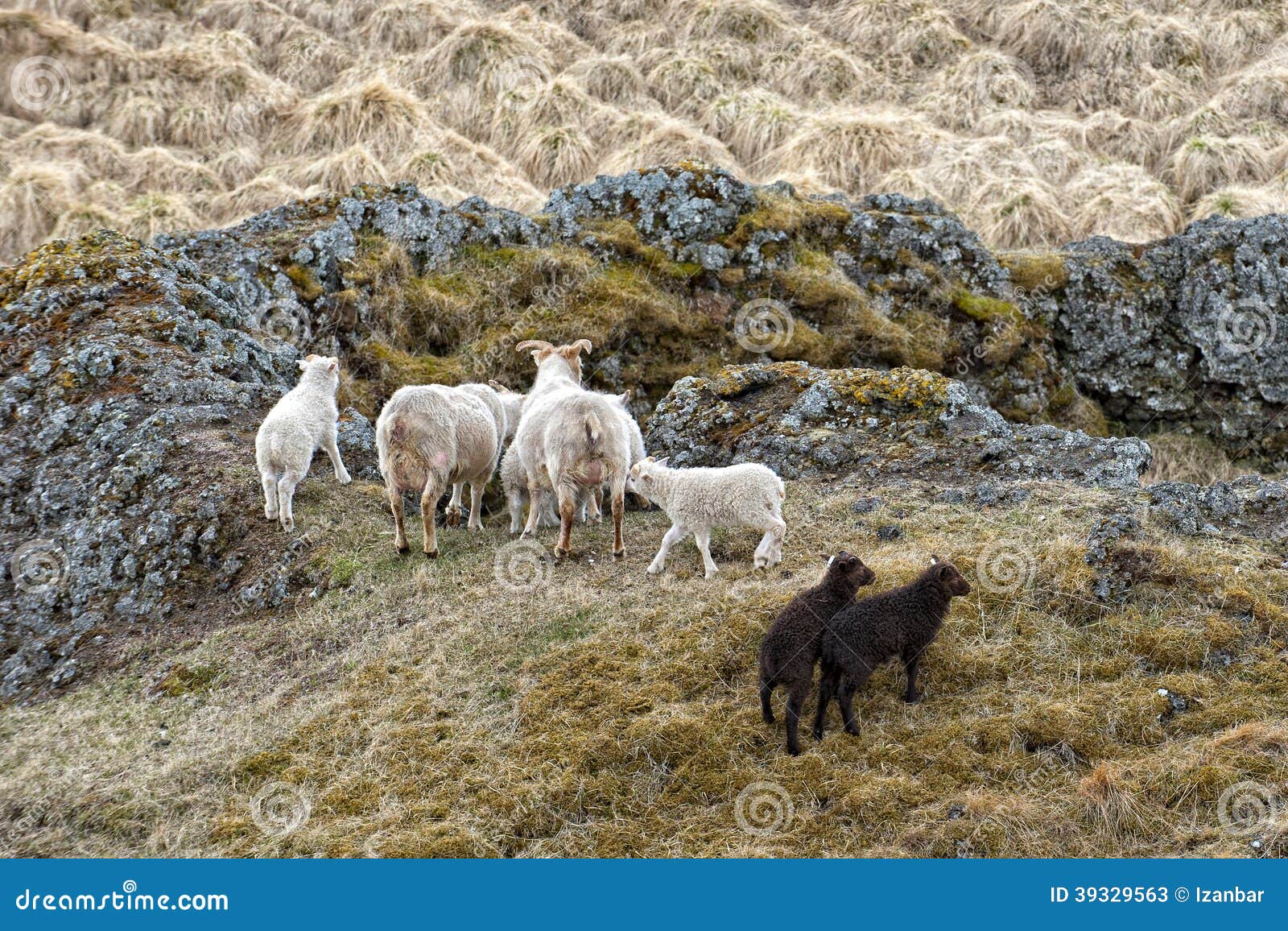 Female white ram sheep stock image. Image of mutton, isolated - 39329563