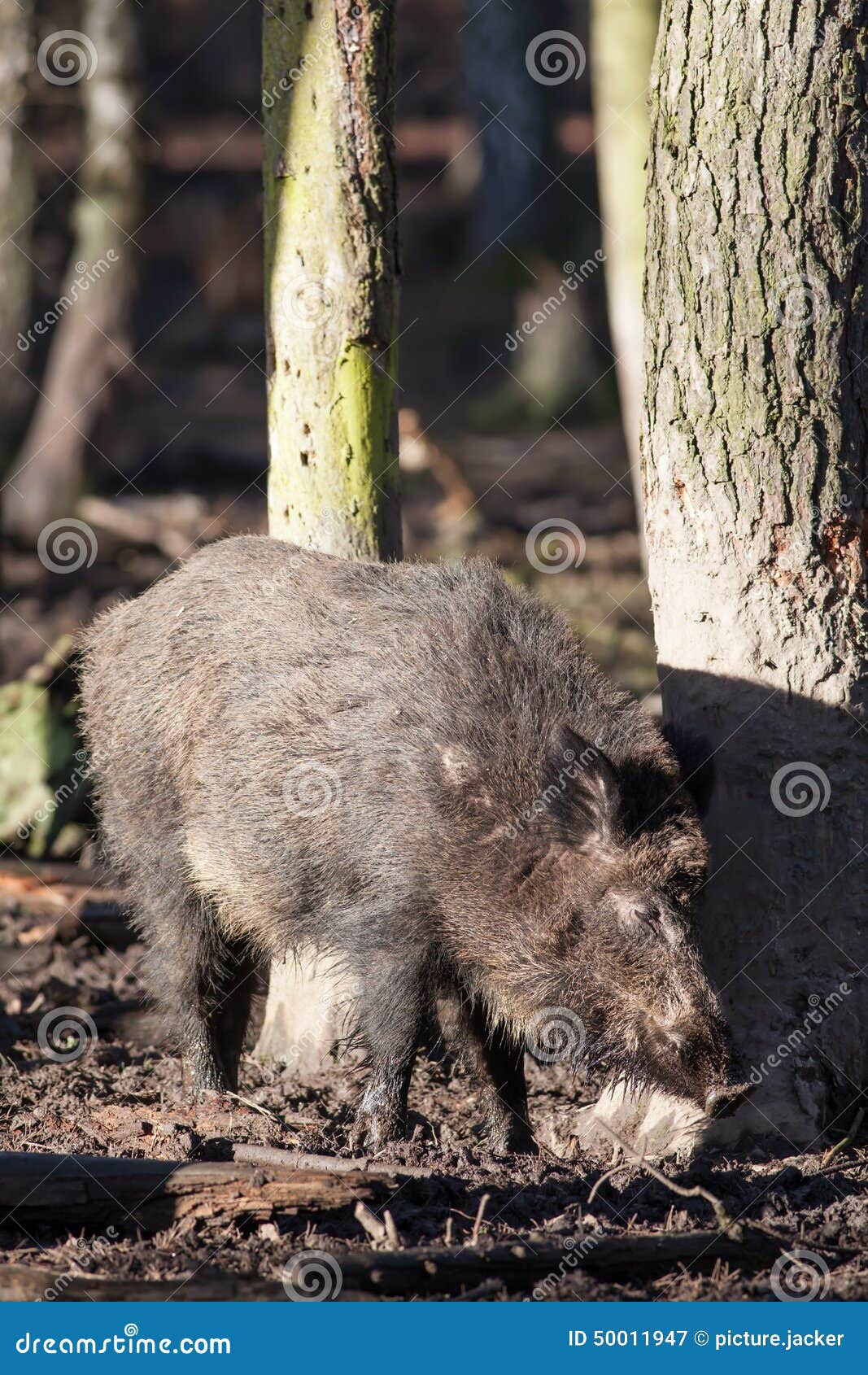 Female wild boar stock image. Image of brown, dangerous - 50011947