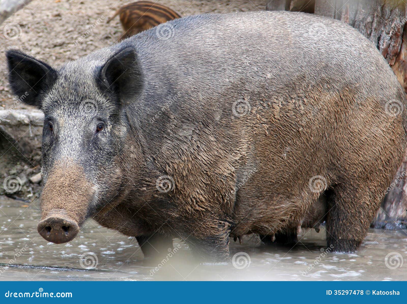 Female wild boar stock photo. Image of monster, dirt - 35297478