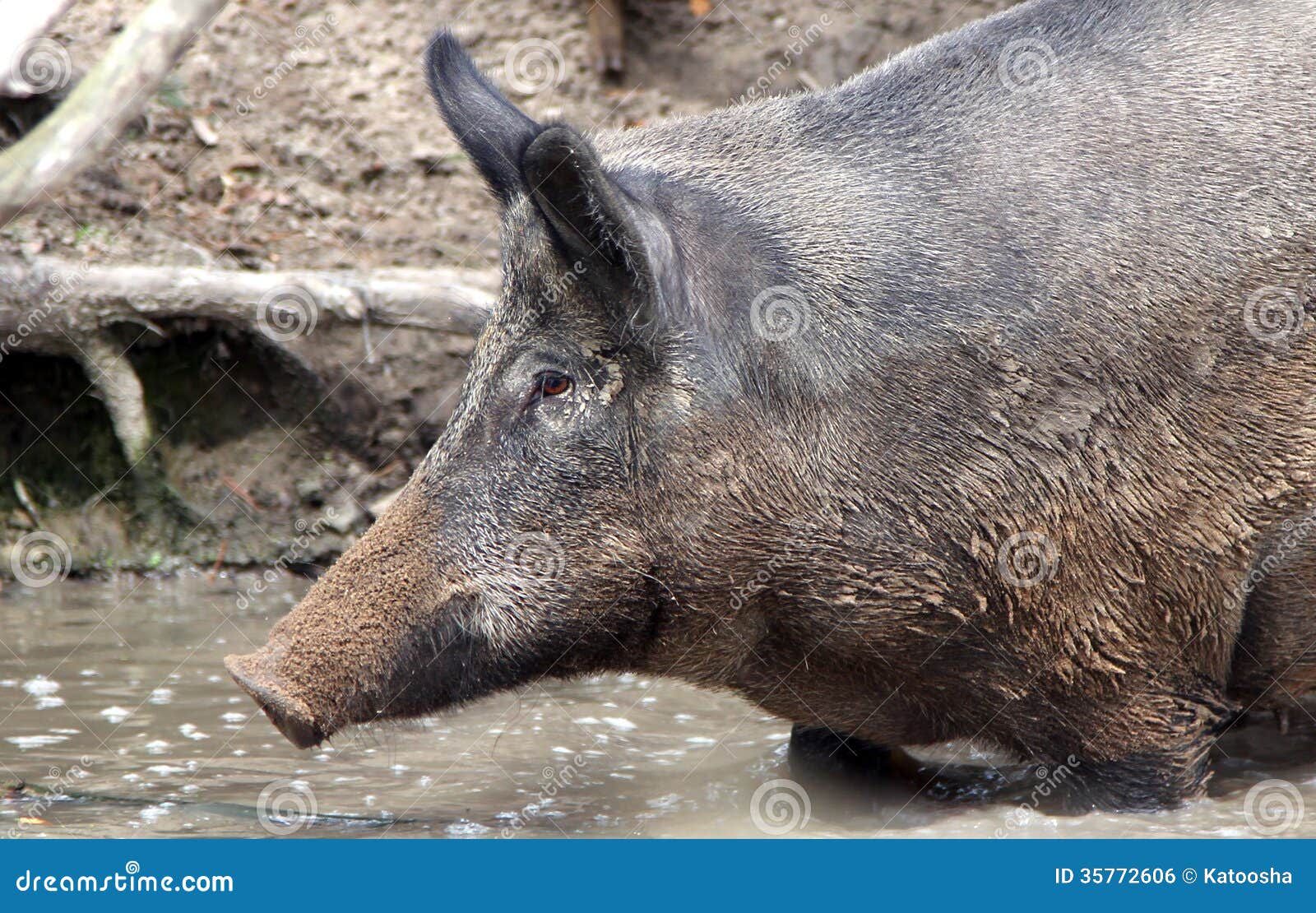 Female wild boar stock photo. Image of monster, animal - 35772606