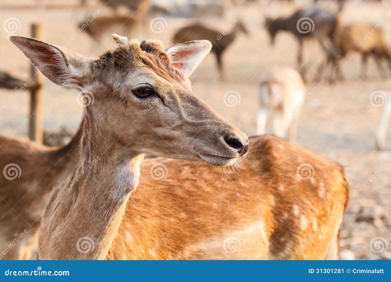 Female wild dear face stock image. Image of wildlife - 31301281