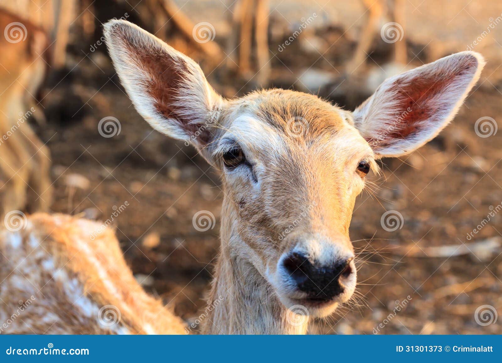 Female wild dear face stock image. Image of wild, portrait - 31301373