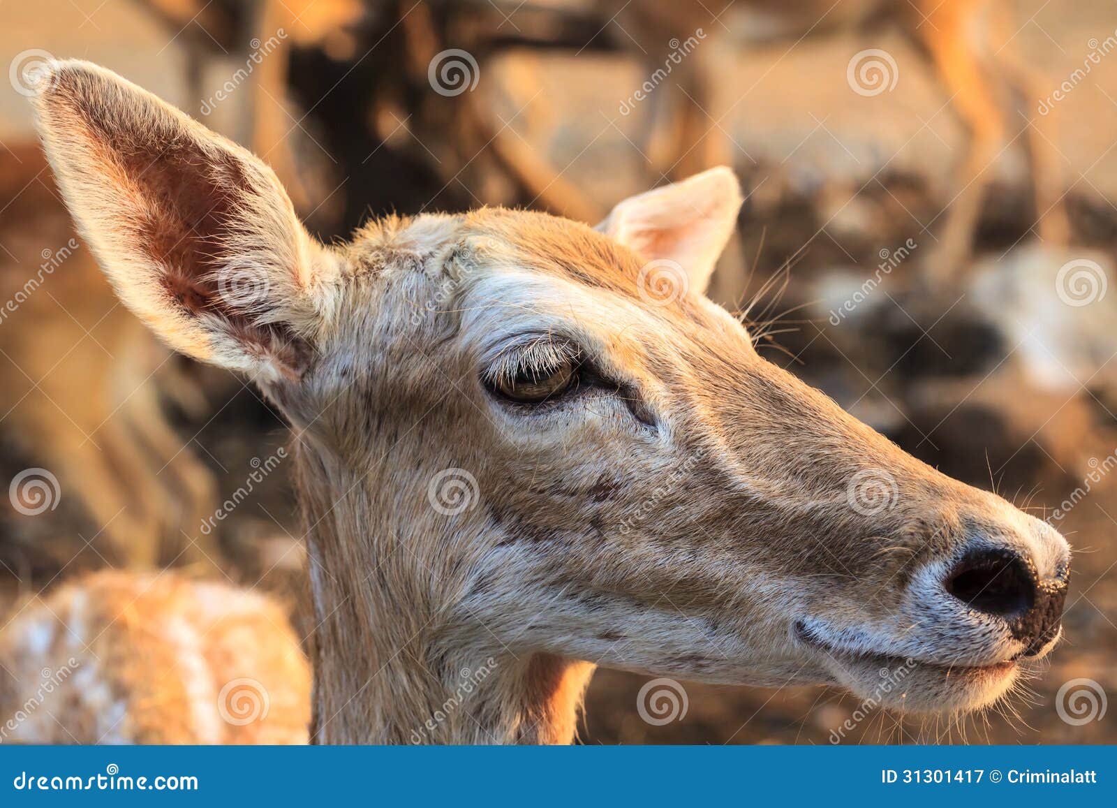 Female wild dear face stock image. Image of nature, head - 31301417