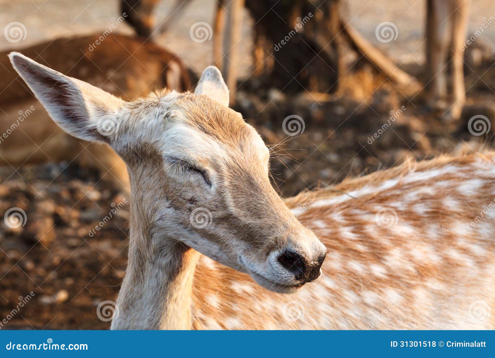 Female wild dear face stock photo. Image of face, mammal - 31301518