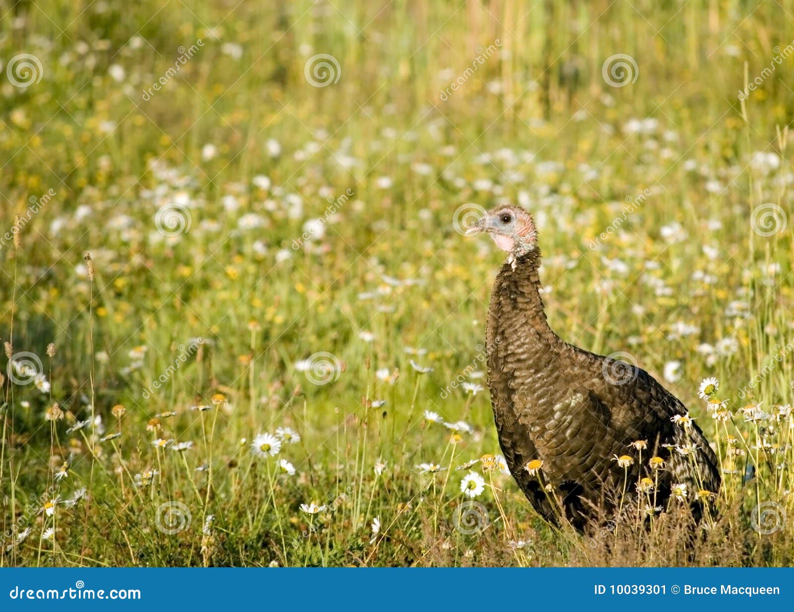Female Wild Turkey stock image. Image of female, nature - 10039301