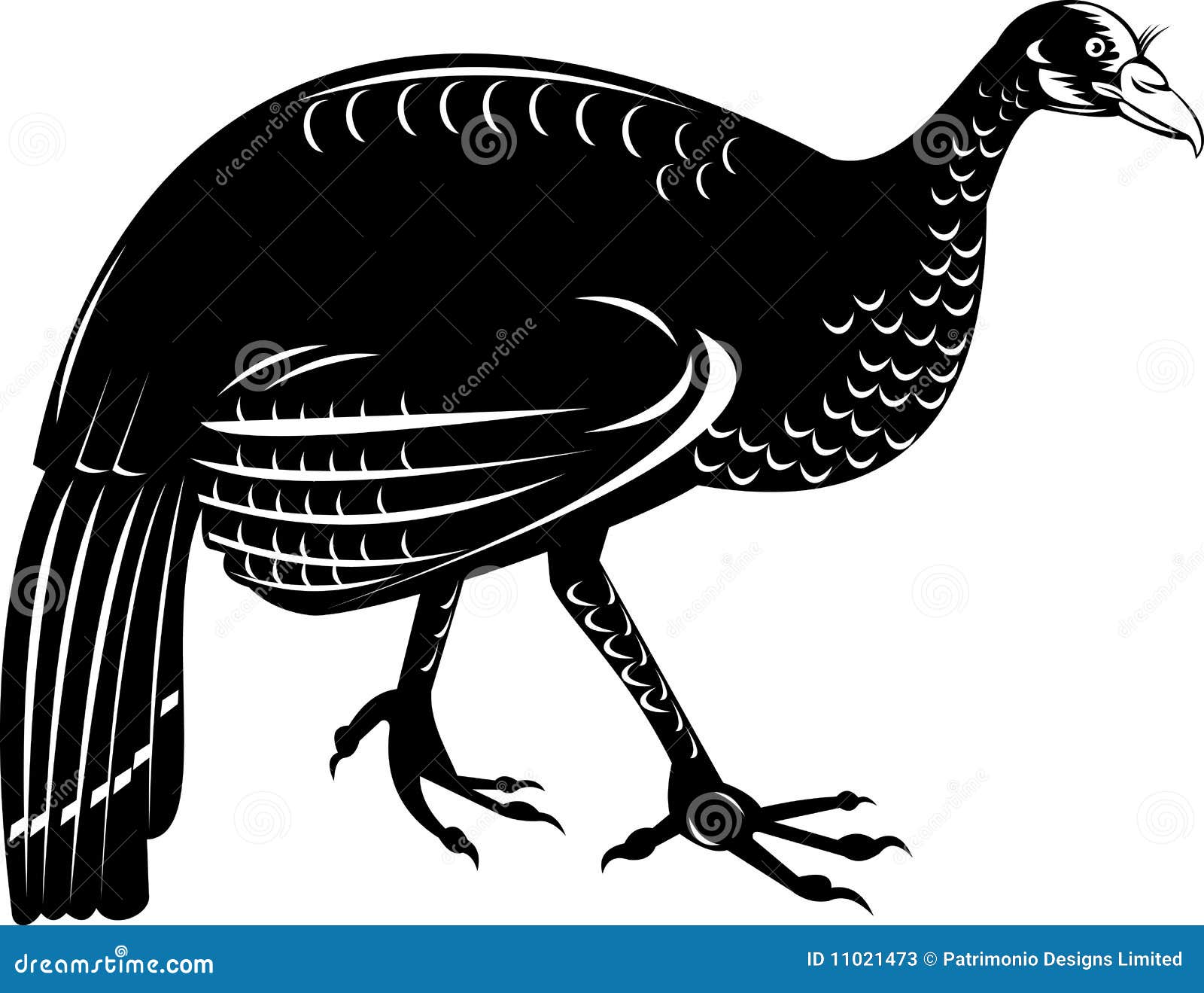 Female Wild Turkey stock vector. Illustration of woodcut - 11021473