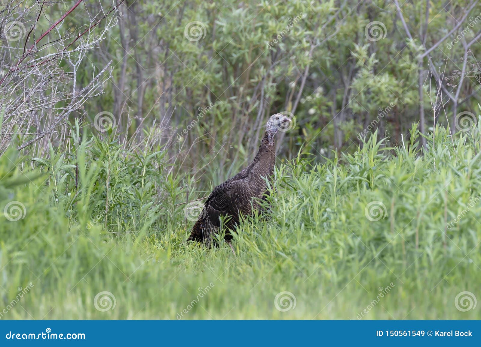 Female Wild turkey stock image. Image of time, hunter - 150561549