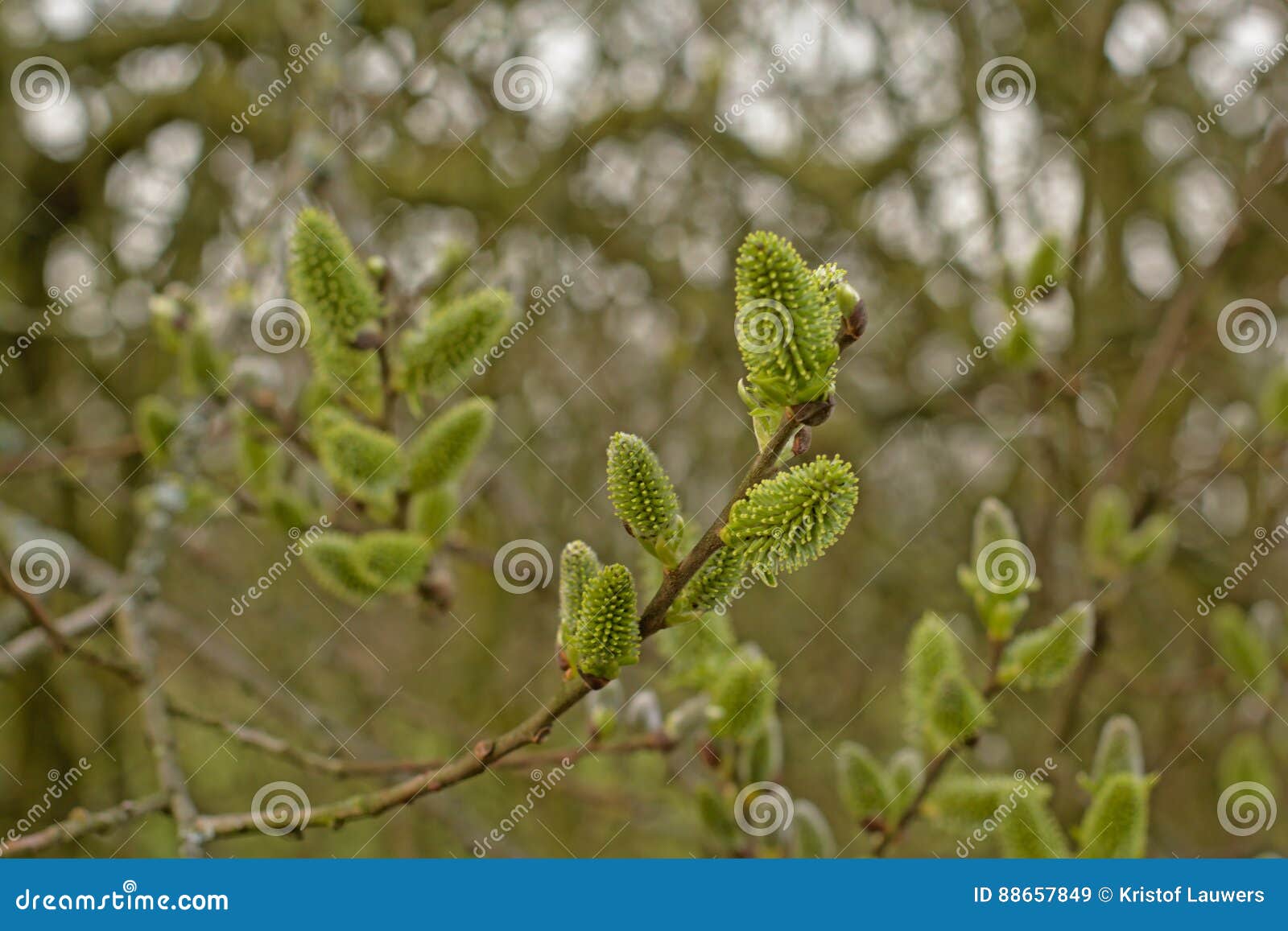 Female Willow Catkins, Selective Focus Salix Caprea Stock Image - Image ...