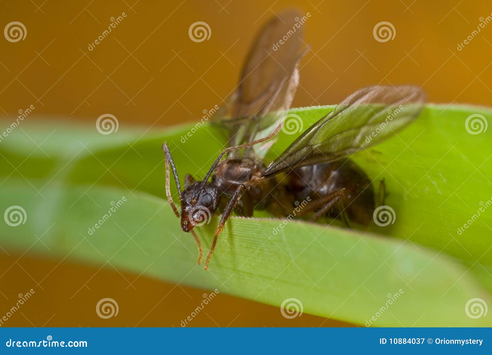 A female winged ant stock image. Image of brown, black - 10884037