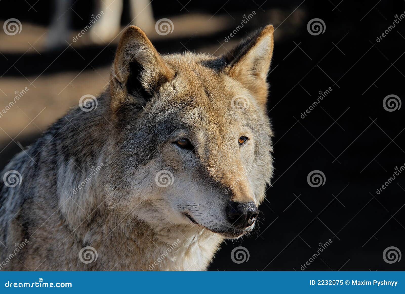 Female wolf stock image. Image of canis, frown, female - 2232075
