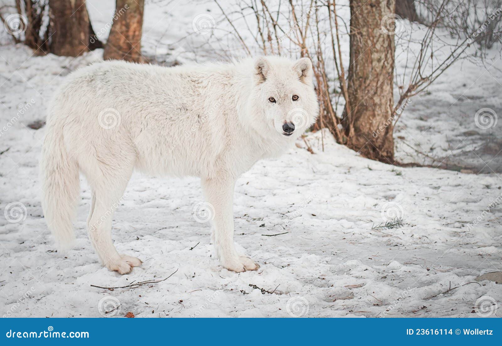 Female wolf stock photo. Image of creature, observant - 23616114