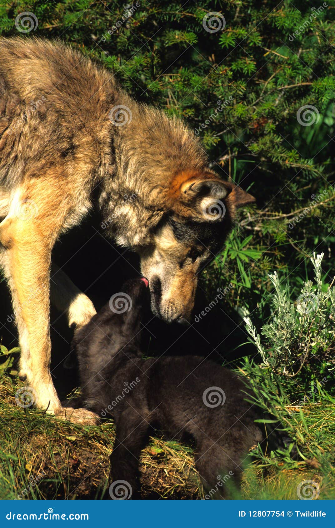 Female Wolf and Pup stock photo. Image of nature, alaska - 12807754