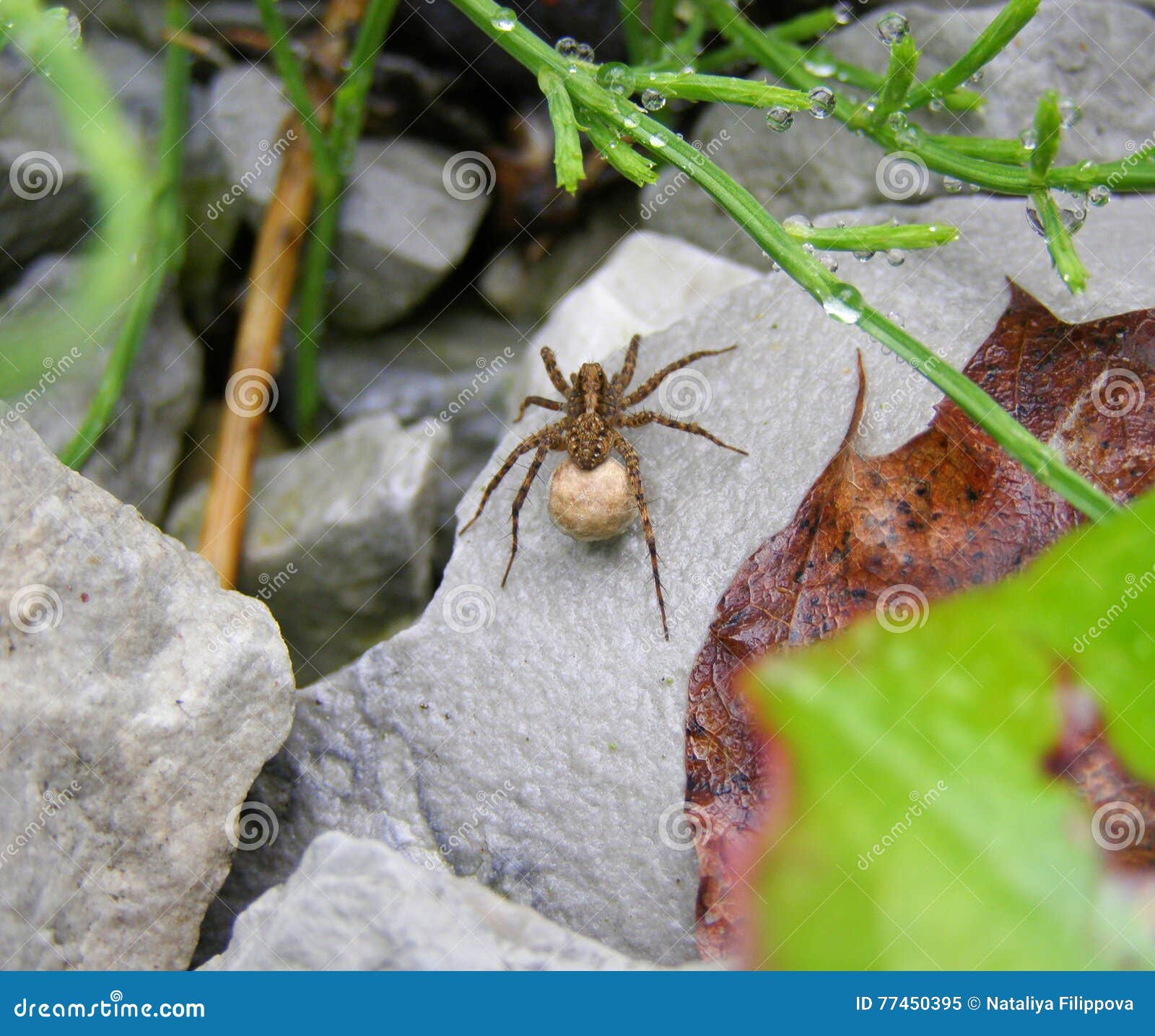 A female wolf spider stock image. Image of hunter, predator - 77450395