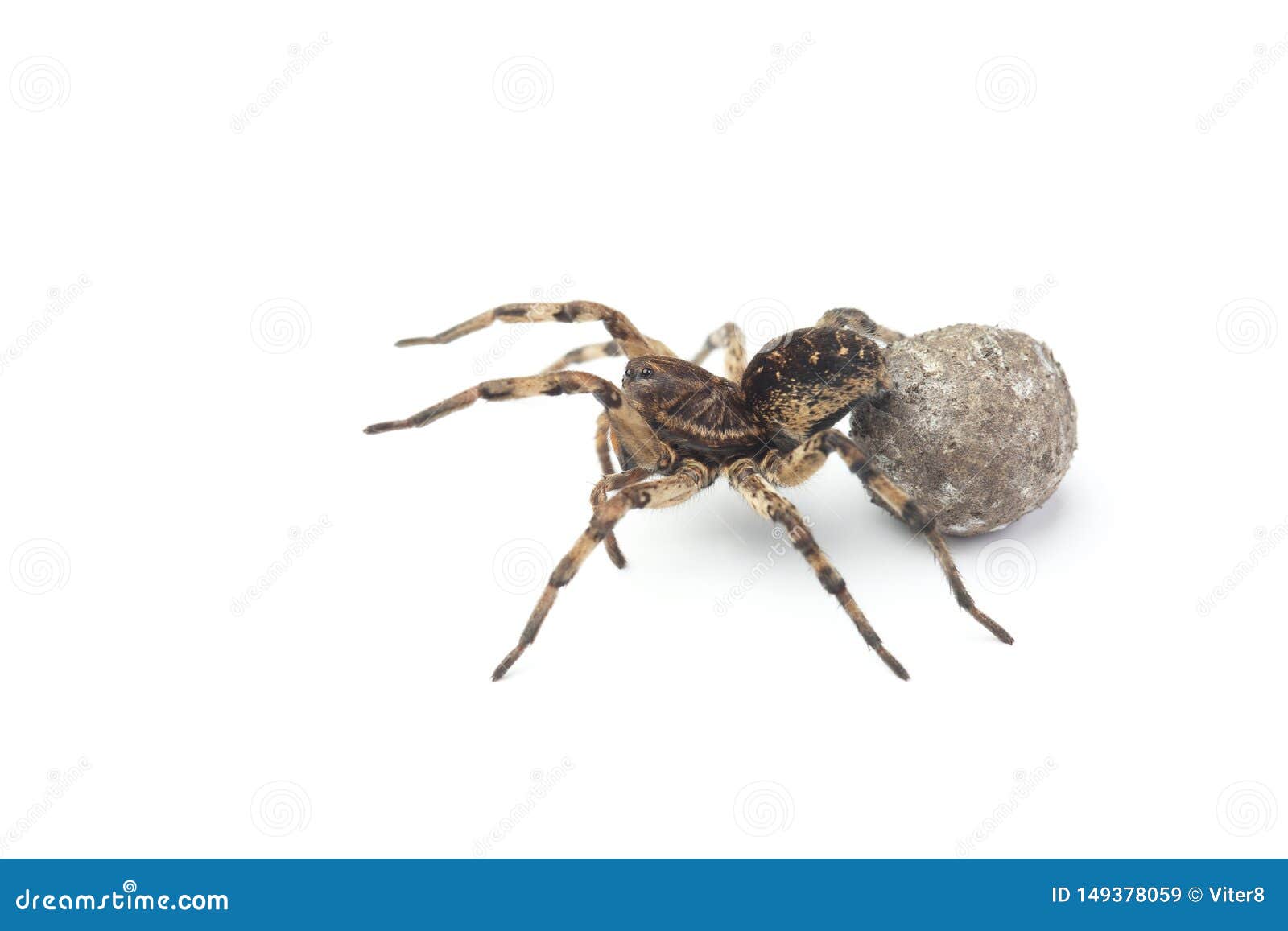 Spider, Cocoon With Small Spiders, Veins Made Between The Leaves Of ...