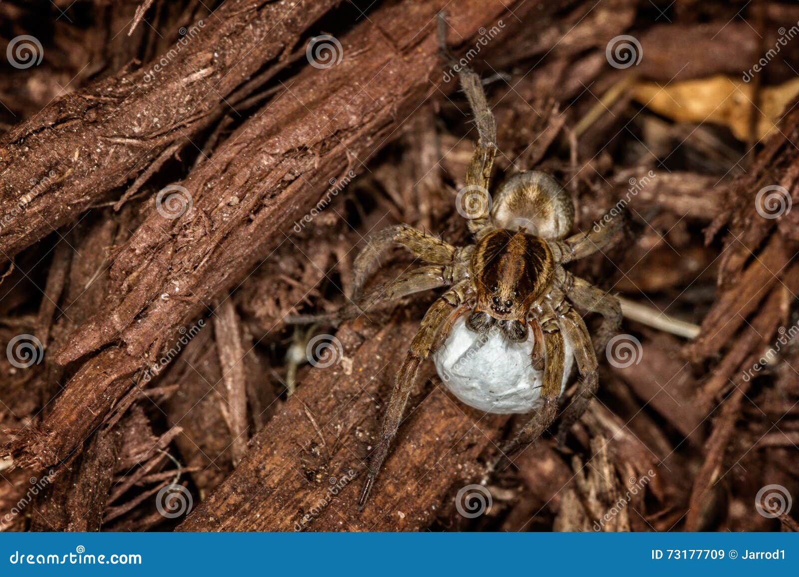 Female wolf spider stock image. Image of arthropod, spider - 73177709