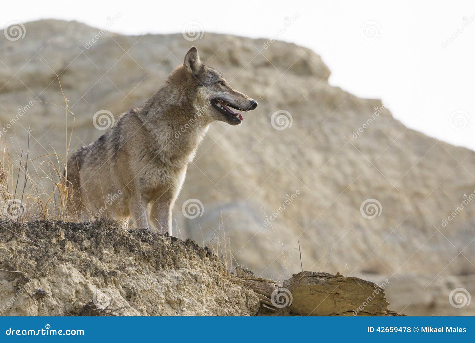 Female Wolf Standing Near Cliffs Edge Stock Photo - Image of canidae ...