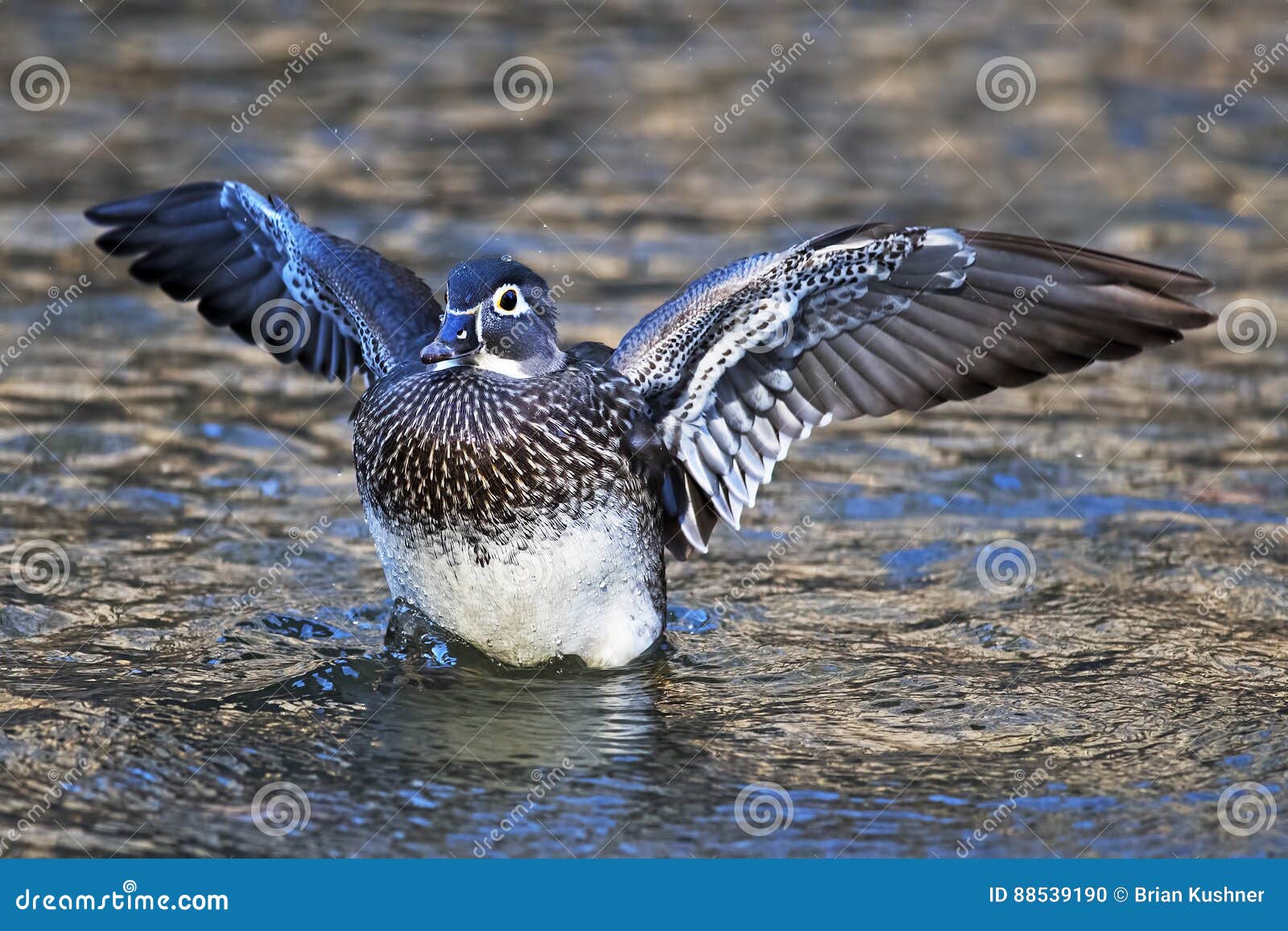 Female Wood Duck stock photo. Image of nature, wood, avian - 88539190