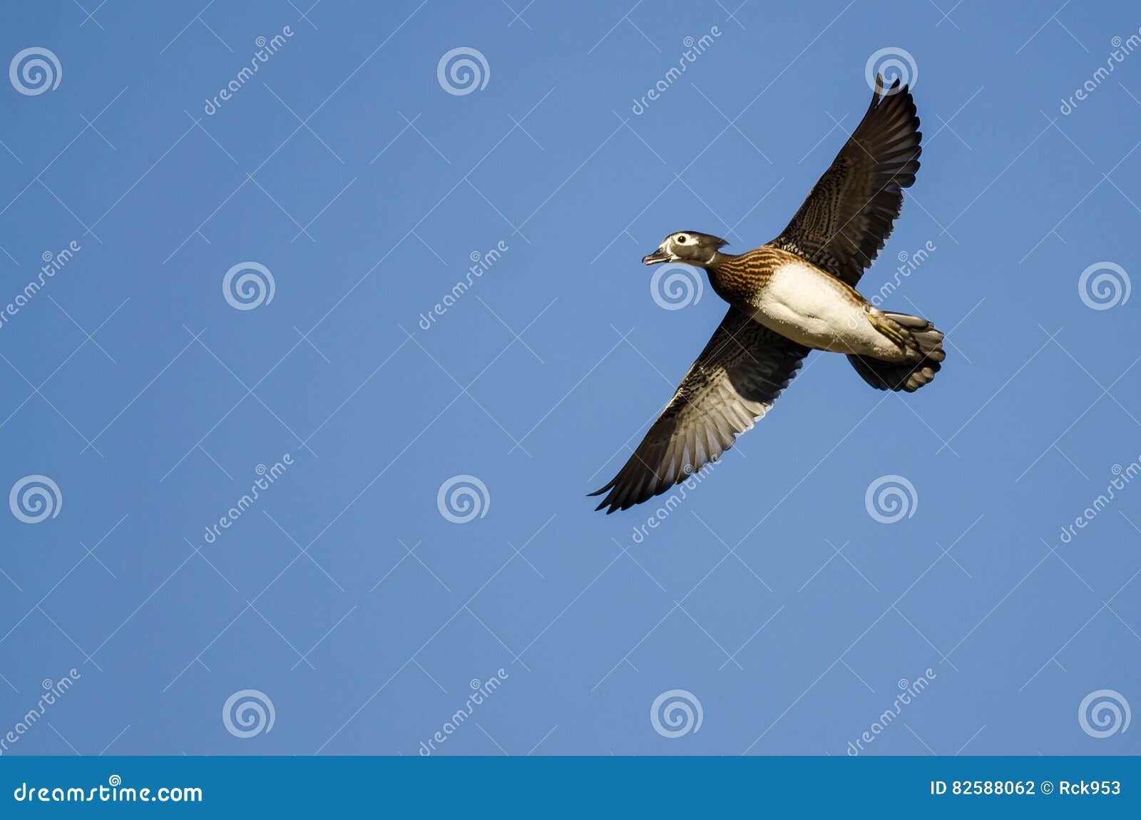 Female Wood Duck Flying in a Blue Sky Stock Photo - Image of wildlife ...