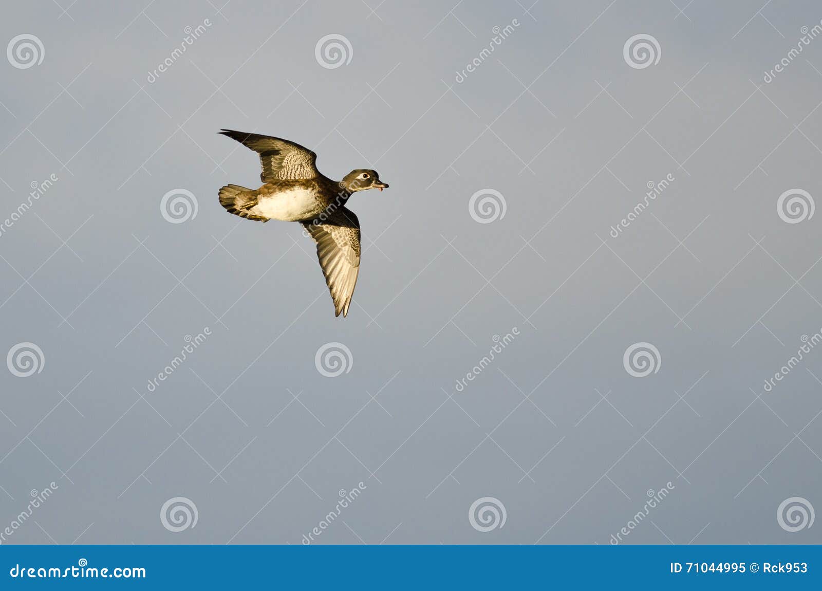 Female Wood Duck Flying in a Blue Sky Stock Image - Image of america ...