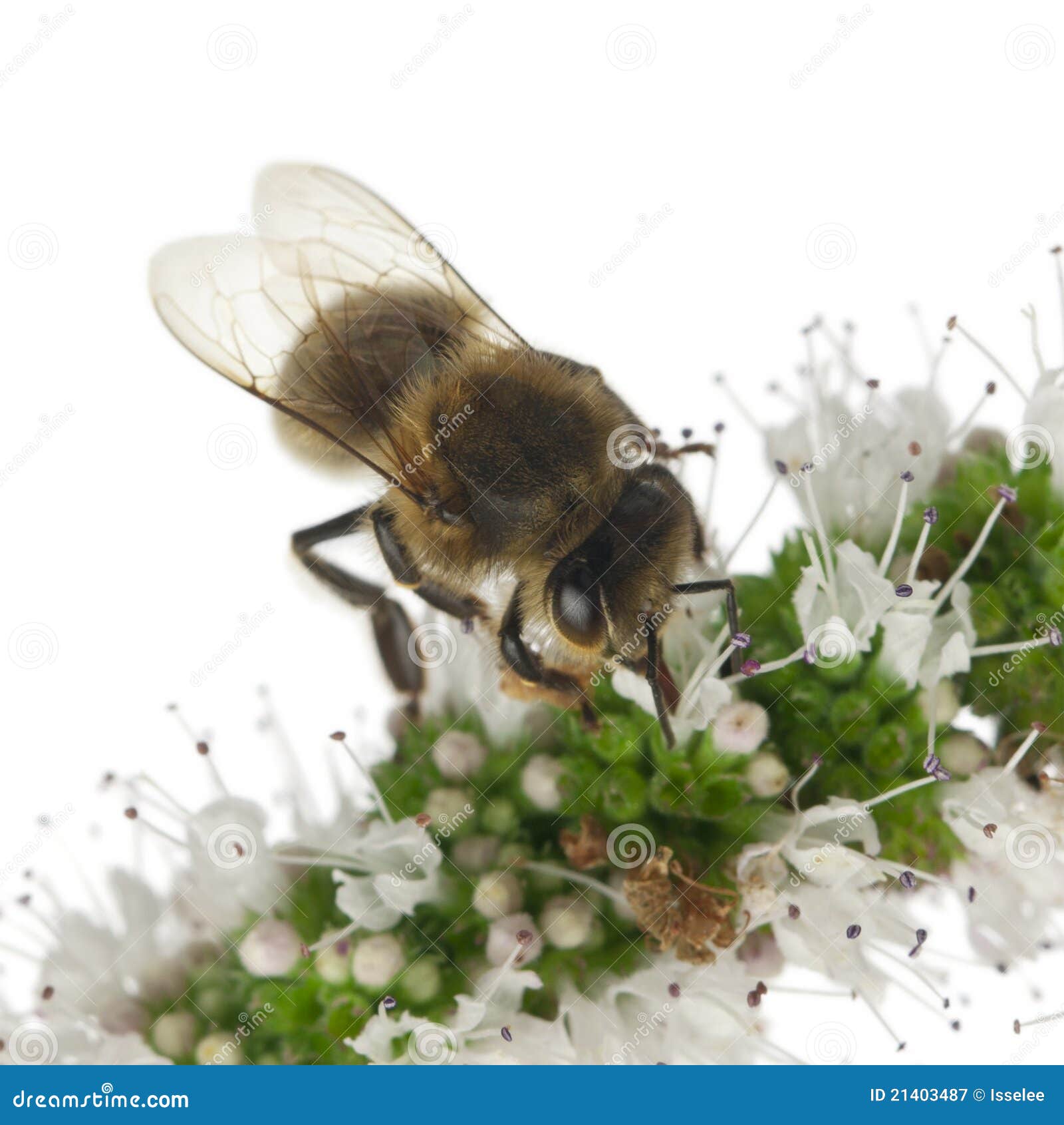 Female Worker Bee, Anthophora Plumipes Royalty Free Stock Photography ...