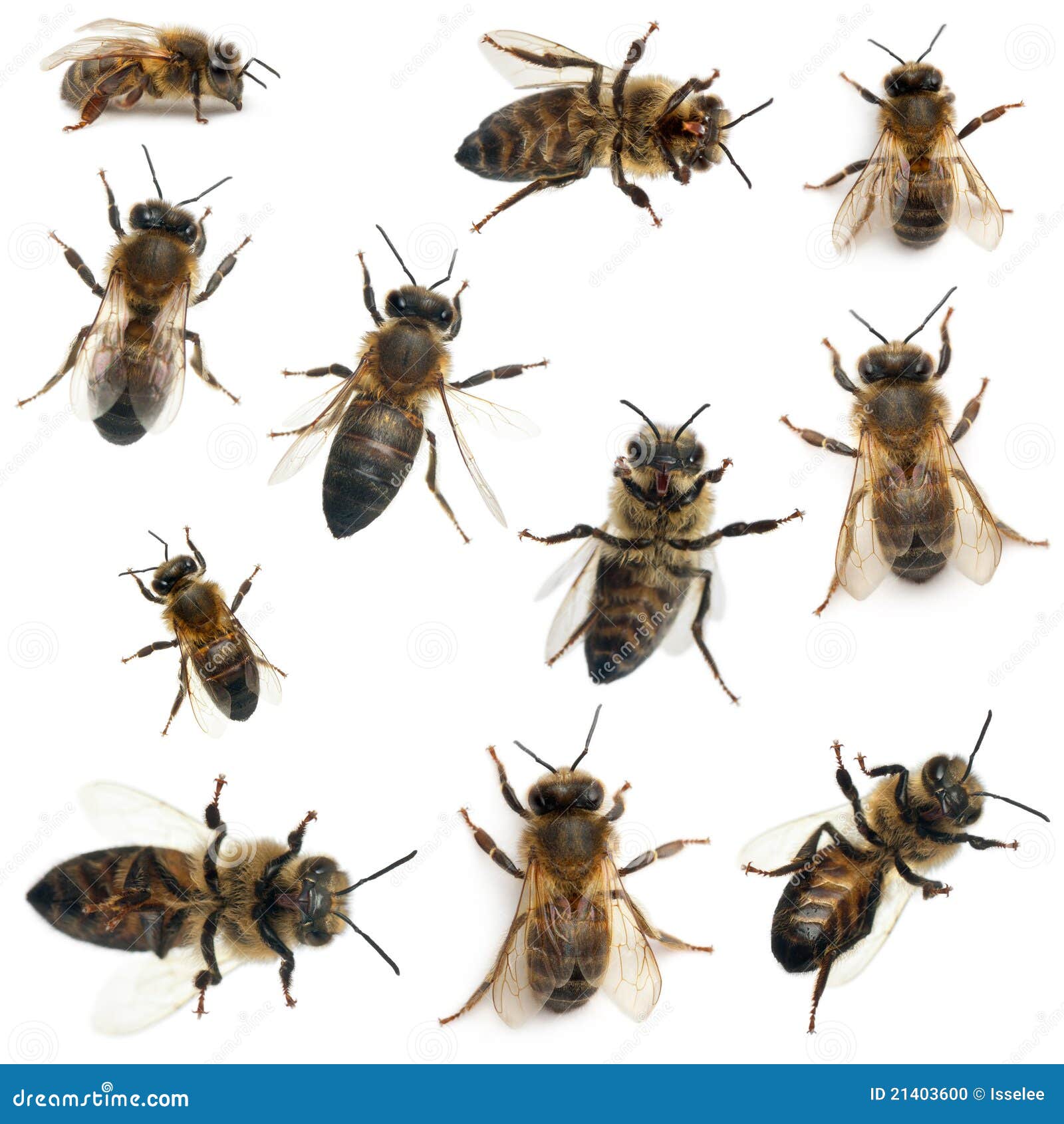 Female Worker Bee, Anthophora Plumipes Stock Photo - Image of species ...