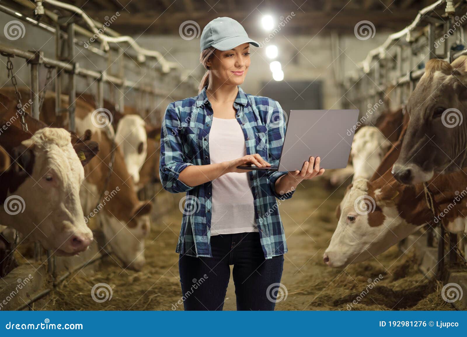 Female Worker on a Cow Dairy Farm in a Cowshed Working on a Laptop ...