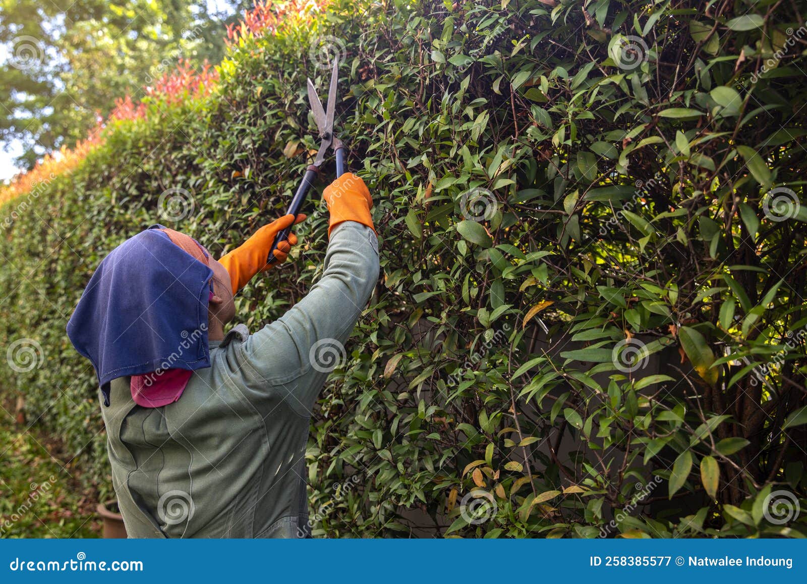 Female Worker Cutting Branches with Scissors Stock Image - Image of ...